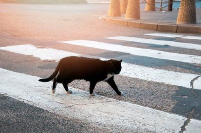 Le chat a essayé de traverser la route, mais s'est figé sur la chaussée ...